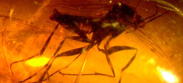 A Bug in Amber | Amaya Gayle